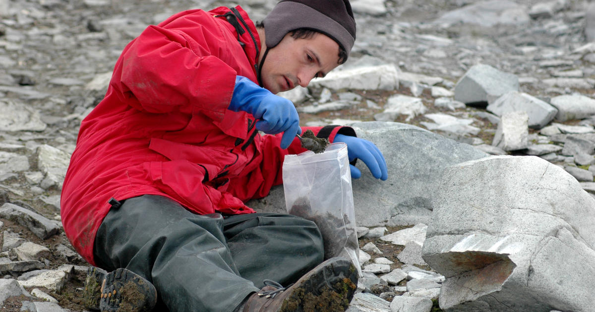Uk Entomologists To Study Insect In Antarctica Uknow